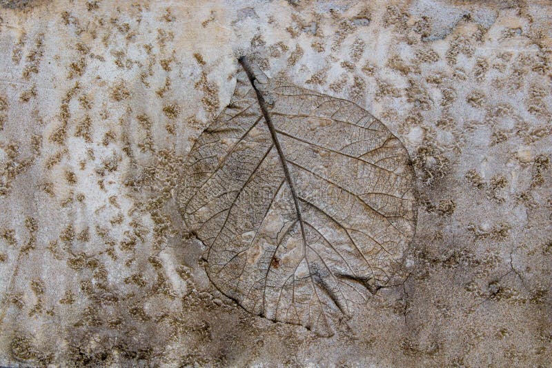 Leaf Pattern on Cement Texture and Background Stock Image - Image of ...