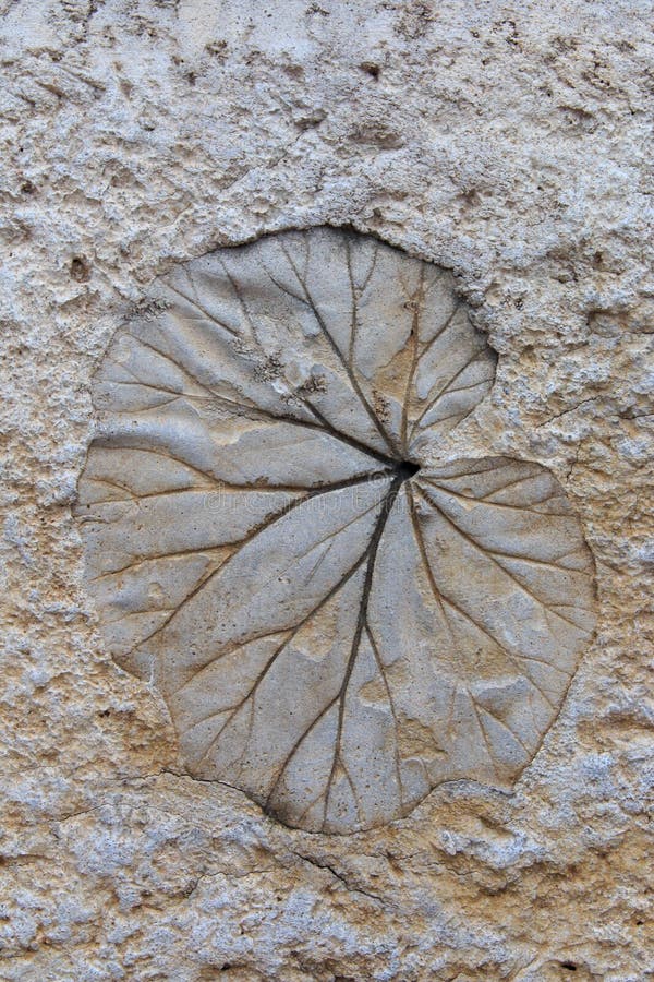Leaf Pattern on Cement Texture and Background Stock Photo - Image of ...