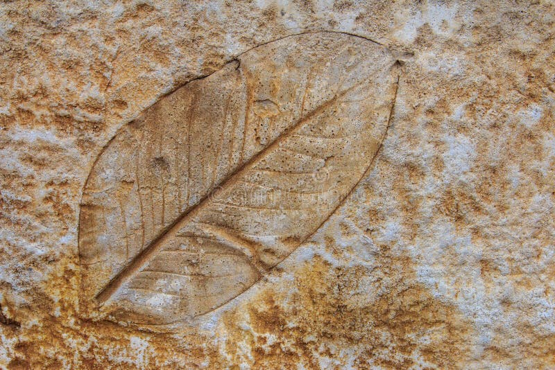 Leaf Pattern on Cement Texture and Background Stock Photo - Image of ...