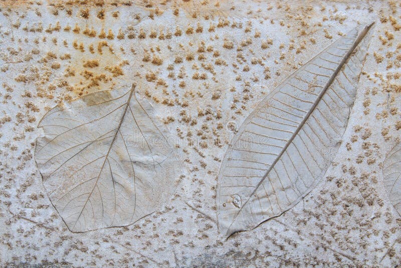 Leaf Pattern on Cement Texture and Background Stock Photo - Image of ...