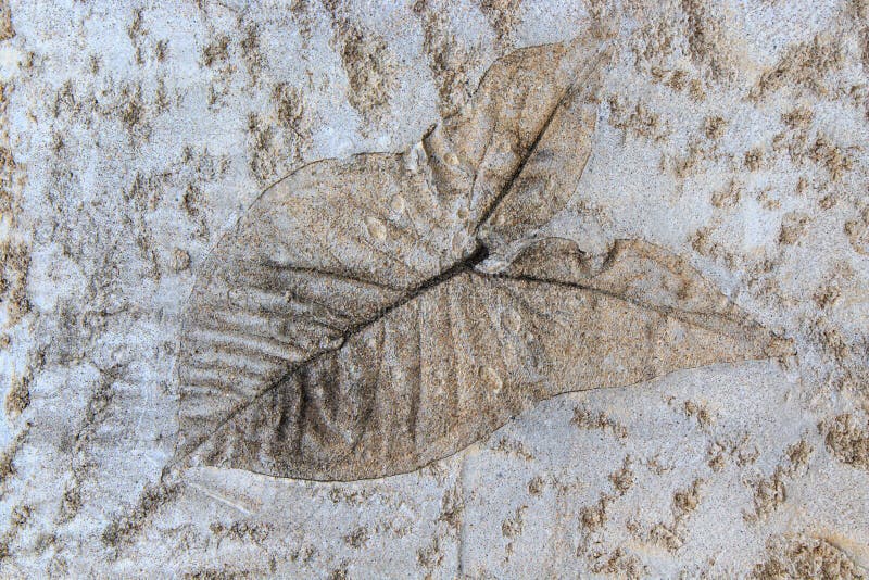 Leaf Pattern on Cement Texture and Background Stock Photo - Image of ...
