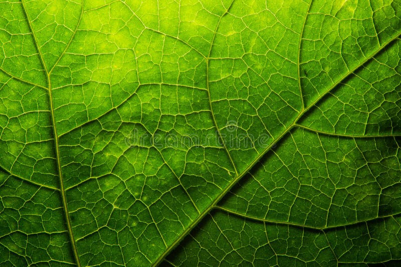 The Leaf Pattern is Clearly Shining To Show the Surface of the Leaf in ...