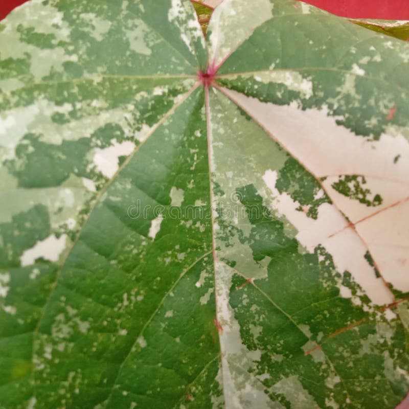 The Leaf Pattern and Color are Very Unique, and the Leaf Texture is ...