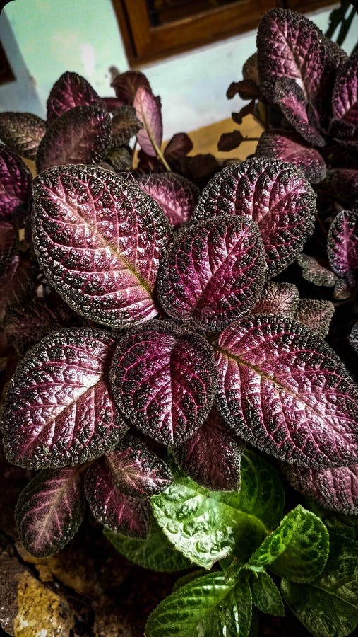 The Leaf Pattern and Colors are Beautifull and Attractive Stock Image ...