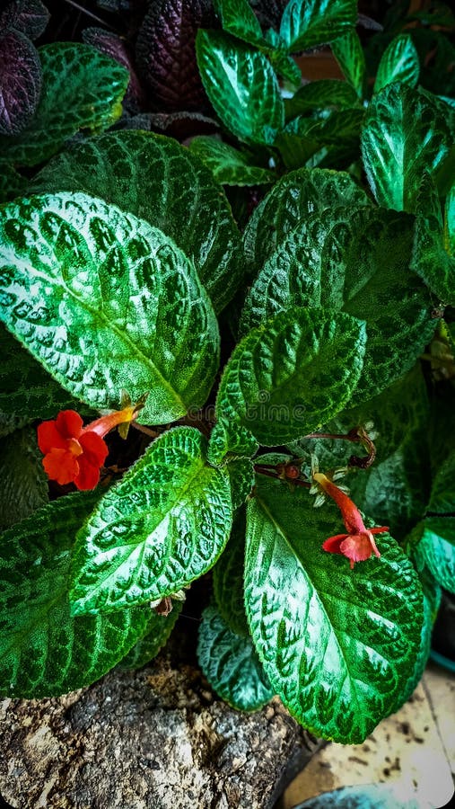 The Leaf Pattern and Colors are Beautifull and Attractive Stock Image ...