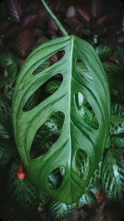 The Leaf Pattern and Colors are Beautifull and Attractive Stock Photo ...