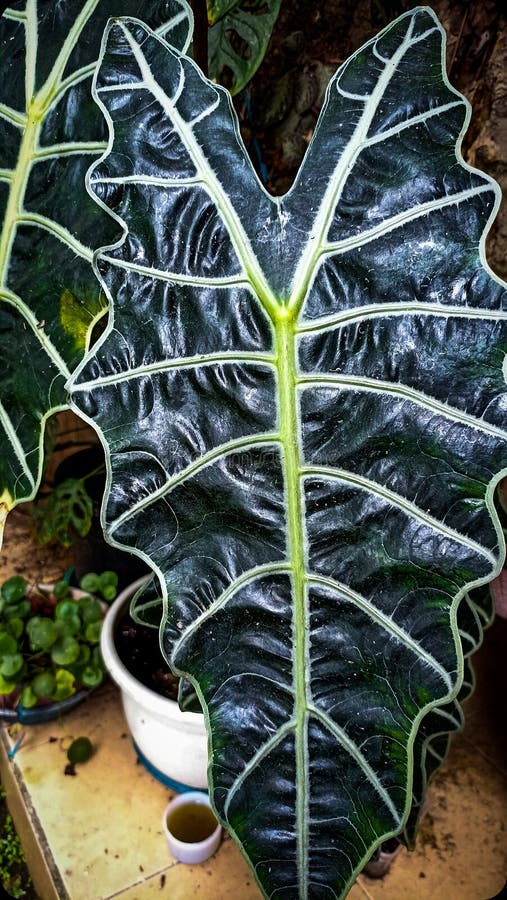 The Leaf Pattern and Colors are Beautifull and Attractive Stock Photo ...