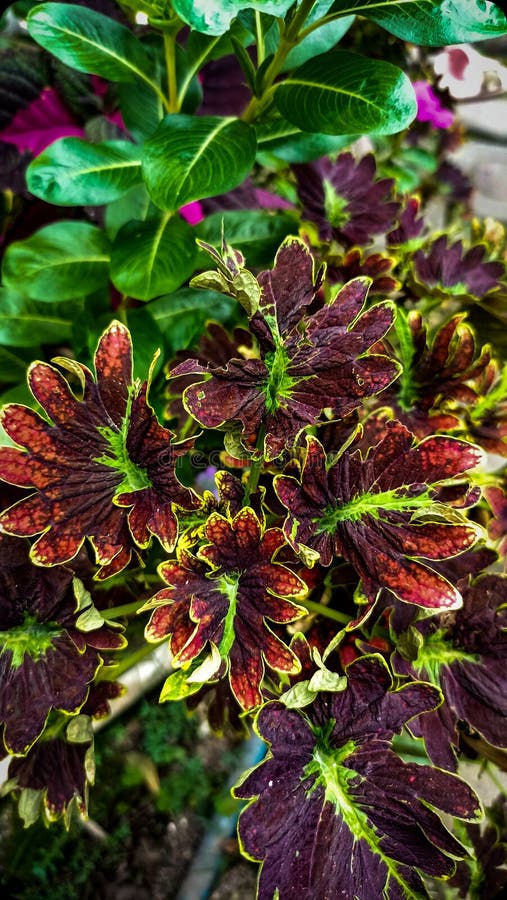 The Leaf Pattern and Colors are Beautifull and Attractive Stock Photo ...