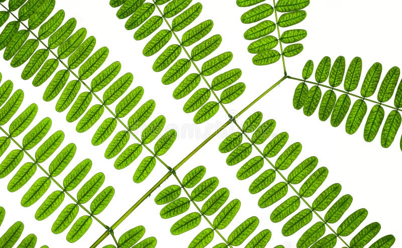 Leaf pattern details stock image. Image of isolated, fern - 26109955