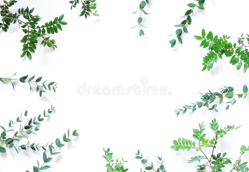 Leaf Pattern Frame. Green Tropical Leaves on White Background Stock ...