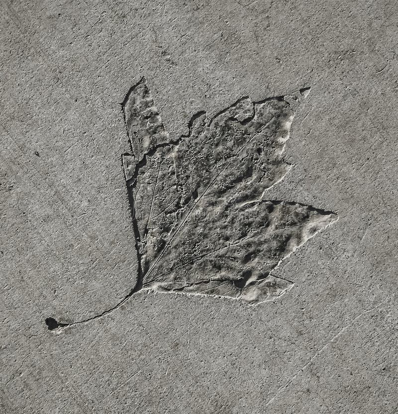 Leaf Pattern on Gray Concrete Background Stock Image - Image of fossil ...