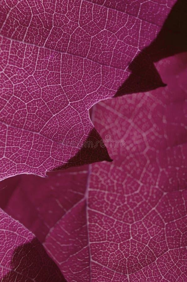Leaf Pattern Macro Abstract Colour Stock Photo - Image of color, lines ...