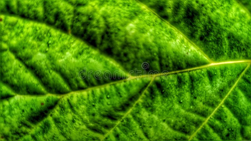 Leaf Pattern of a Plant so Atractive Stock Photo - Image of beautiful ...