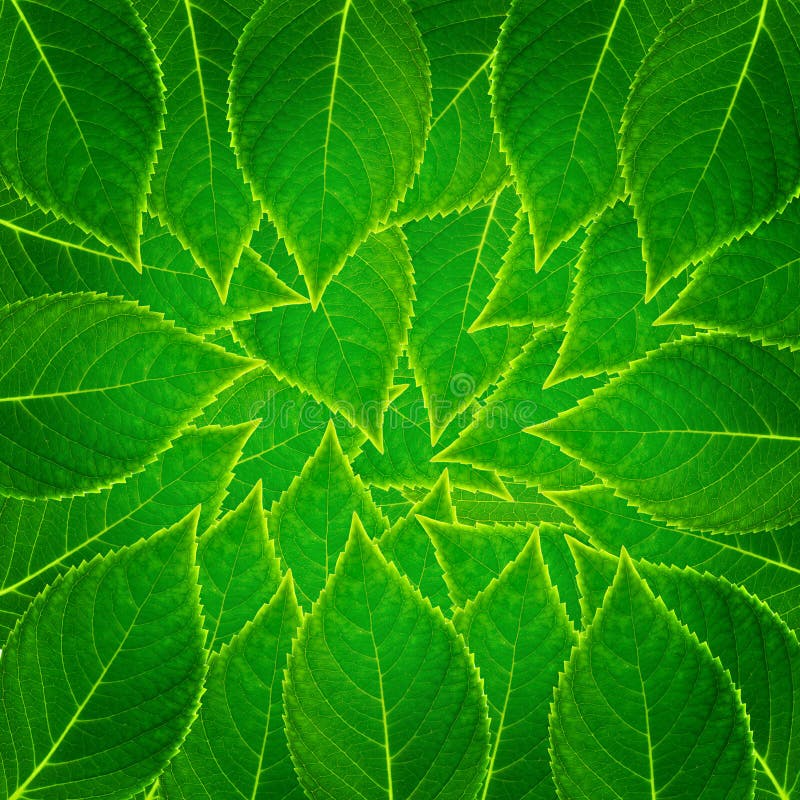 Green leaf background stock illustration. Illustration of detail - 19130794
