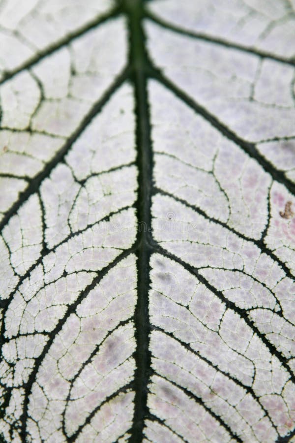 Leaf Pattern Texture Background Stock Image - Image of stem, object ...