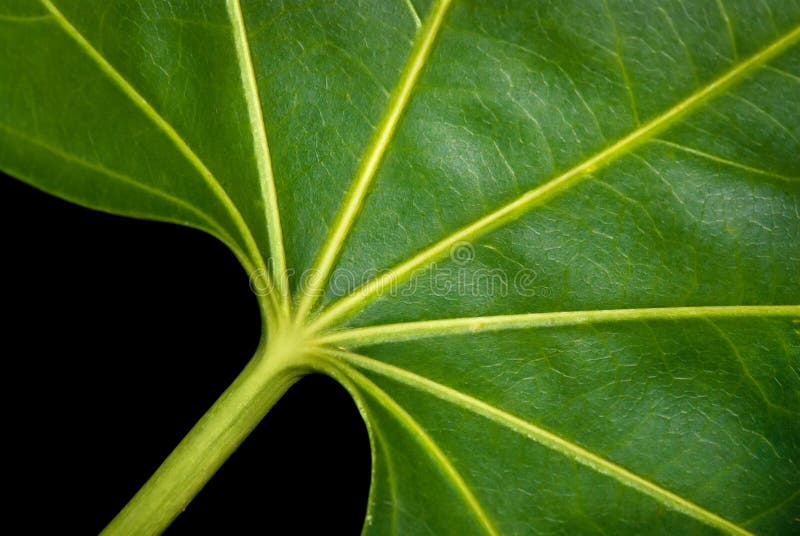 Leaf pattern and textures stock photo. Image of detail - 28664118