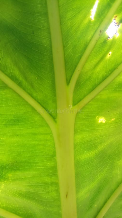 Leaf Pattern with Variegated Texture Full of Green Color Stock Photo ...