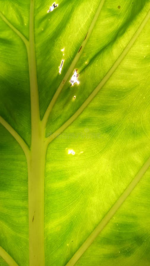 Leaf Pattern with Variegated Texture Full of Green Color Stock Image ...