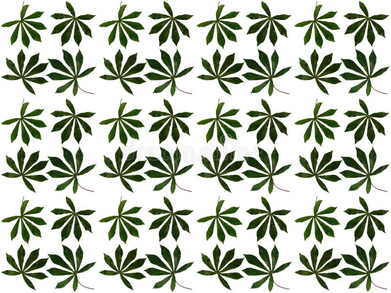 Leaf Pattern with a White Background. Leaves Pattern. Stock Photo ...
