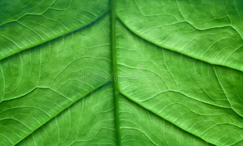 Leaf Patterns stock photo. Image of design, veins, background - 23404578