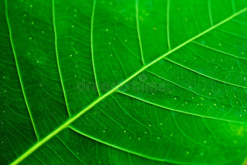 Leaf Patterns stock photo. Image of abstract, green, natural - 8522318