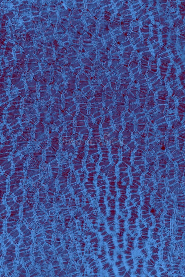 Leaf Patterns in an Abstract Micrograph of Peat Moss. Stock Photo ...