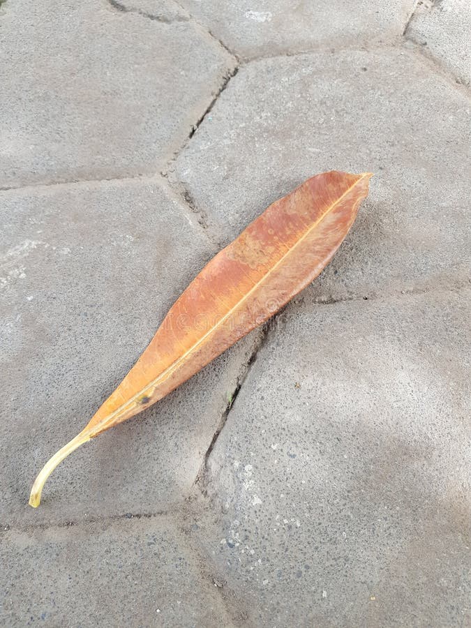 Moth Blocks Stock Photos - Free & Royalty-Free Stock Photos from Dreamstime