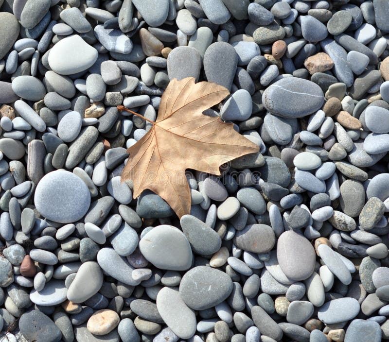 Leaf on the pebbles stock photo. Image of organic, september - 22490788