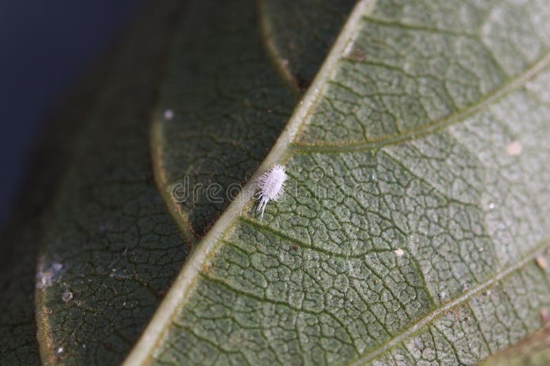 Leaf of Persimmon Tree Infected with Pseudococcus Longispinus Pest ...