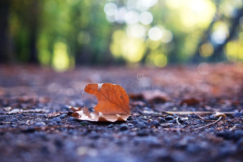 Leaf photography stock image. Image of leaf, editing - 108942781