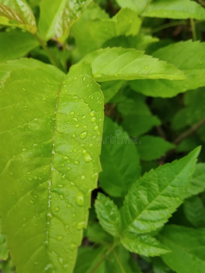 Leaf Photography about Nature Stock Image - Image of flower, leaf ...