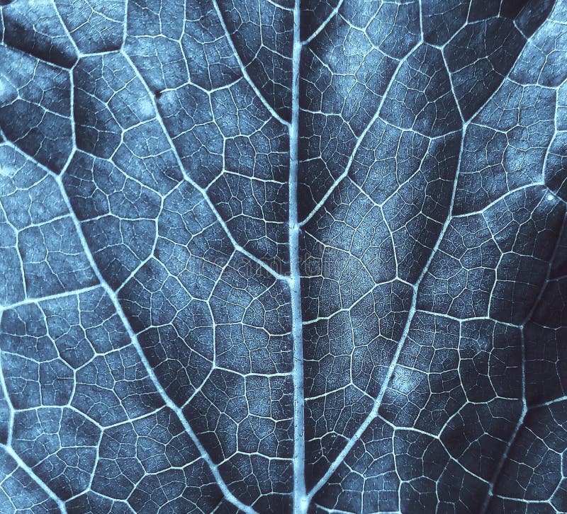 A Leaf Photography Skeleton Edit Stock Photo - Image of leaf, nature ...
