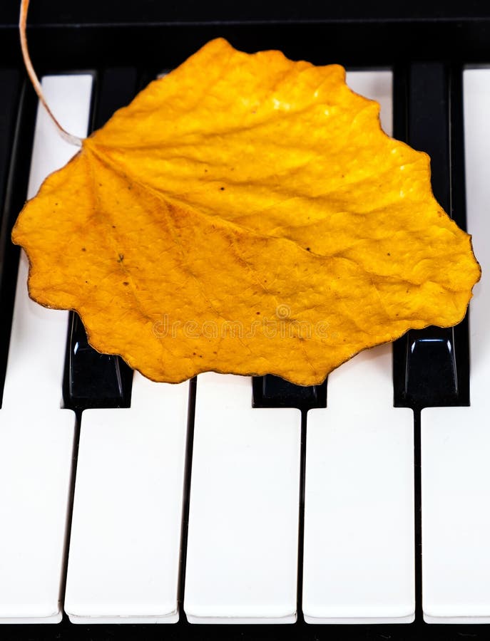 45,354 Piano Keyboard Stock Photos - Free & Royalty-Free Stock Photos ...