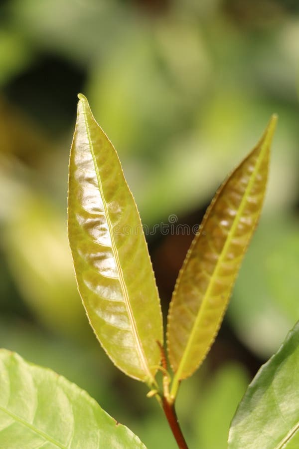 Leaf Picara Herbal in Garden Stock Image - Image of healthy, organic ...