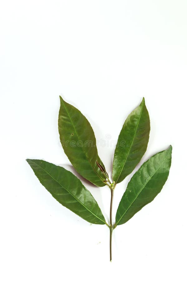 Picara Stock Photos - Download 30 Royalty Free Photos