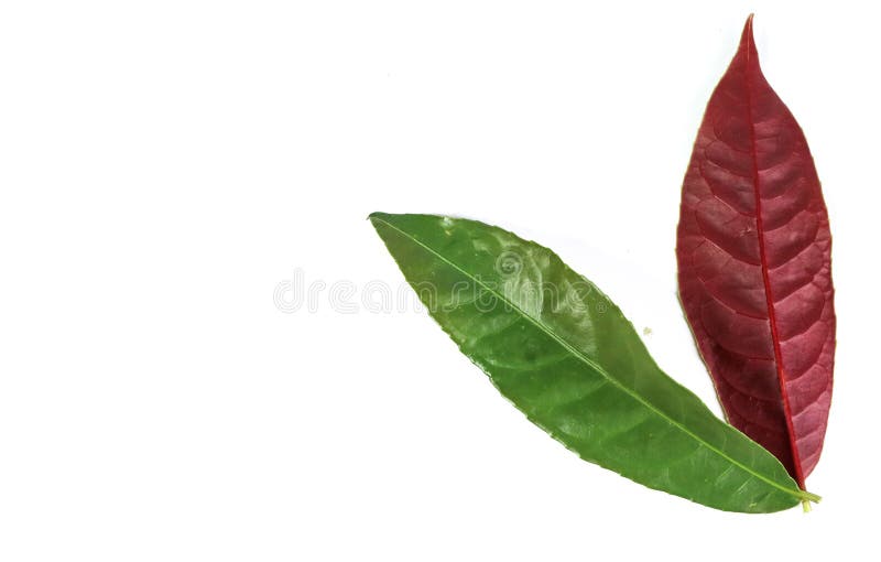 Leaf Picara White Background in Studio Stock Image - Image of fresh ...