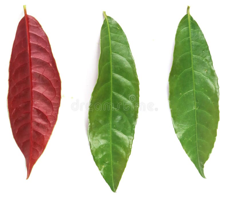 Leaf Picara White Background in Studio Stock Photo - Image of field ...