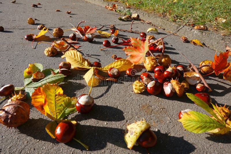 Leaf, Picking, Bag, Autumn, Chestnut Stock Image - Image of thorn ...