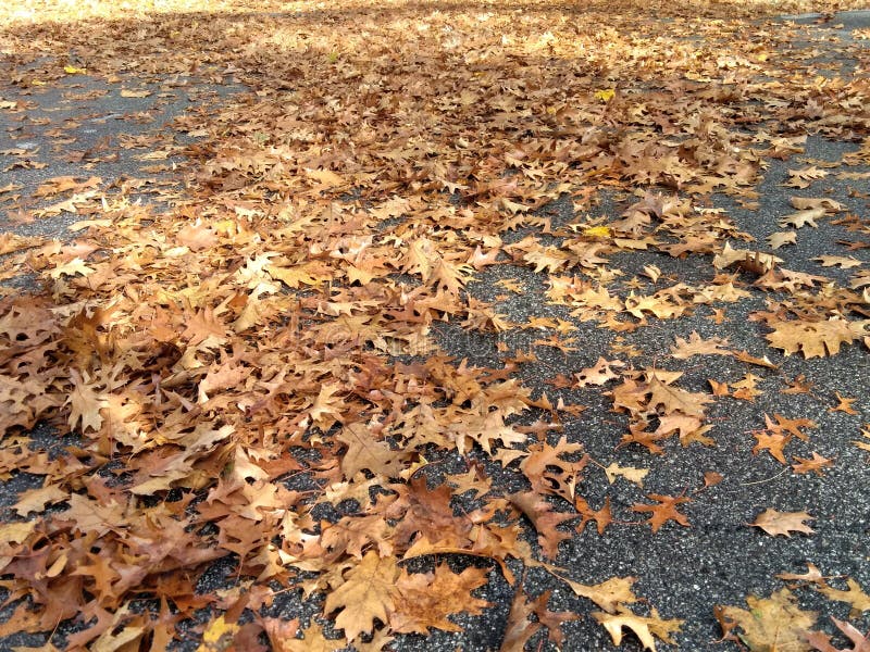 The Leaf Pile stock photo. Image of brown, nature, orange - 136186298
