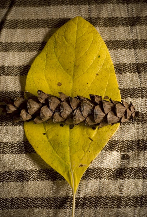 Leaf and pine cone stock photo. Image of leaf, cone, abstract - 6885610