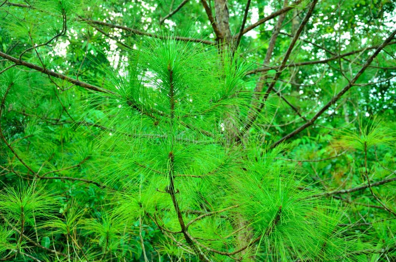 Leaf pine stock photo. Image of garden, orange, fall - 50165836