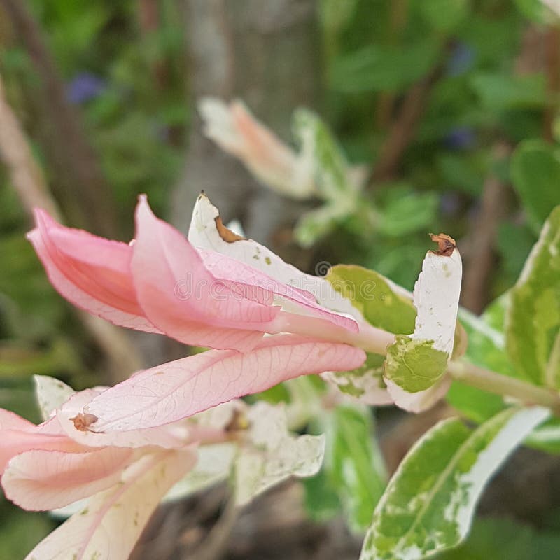 Leaf stock photo. Image of pink, rainy, leaf, rain, tree - 93189254
