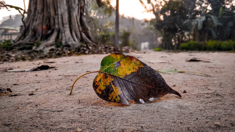 Leaf of Pipal stock image. Image of grey, colors, cloudspole - 141271009