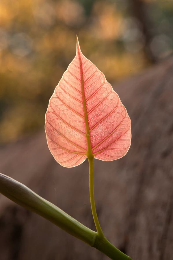 A leaf of the pipal tree . stock image. Image of orange - 24168847