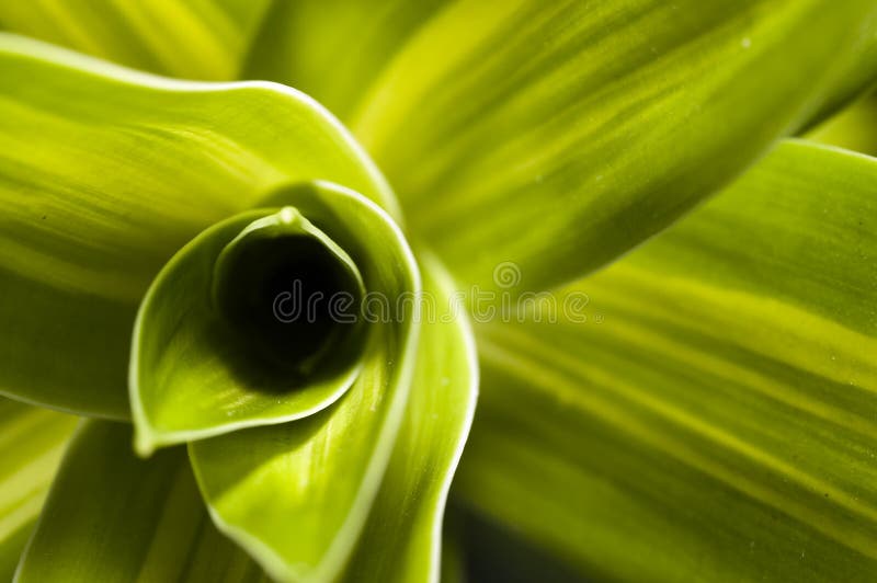 Leaf or Plant Abstract stock image. Image of black, shape - 3316251
