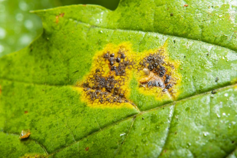 Leaf of a Plant Affected by Rust Stock Image - Image of fungal, foliage ...