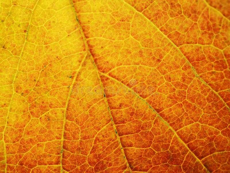Leaf of a Plant in Autumn Close Up. Background or Wallpaper Stock Photo ...