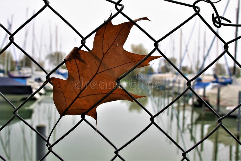 Leaf, Plant, Branch, Tree Picture. Image: 111484839