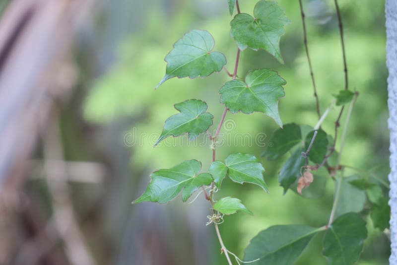 Leaf, Plant, Branch, Tree stock image. Image of tree - 116412855