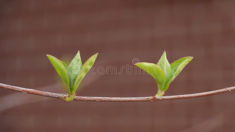 Leaf, Plant, Bud, Flora Picture. Image: 114791009